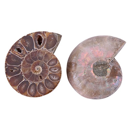 2pcs Shell Fossil Specimen Ammonite Madagascar Extinct Natural Stones and Minerals for Basic Biological Science Education (4cm)