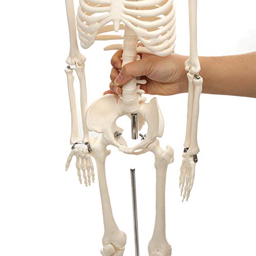 Human Skeleton Model for Anatomy Mini Human Skeleton Model with Metal Stand - 33.4 Inches Tall with Removable Arms and Legs Scientific Study Painted and Numbered Muscle Insertion and Origin Points