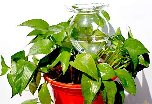 Adabocute Plant Waterer Self Watering Globes Self Watering Spikes, Hand Blown Clear Glass Plant Water Bulbs Devices for Indoor & Outdoor, Fill from Top, 2 Flower Shape