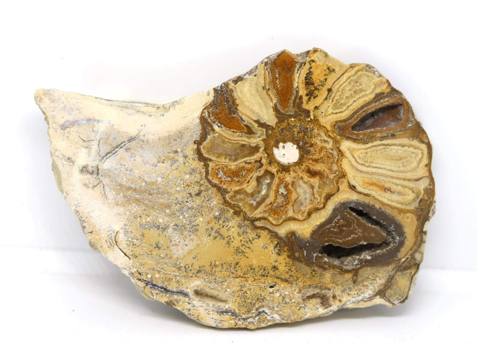 Ammonite Acanthoceras Split Polished Fossil Texas 96 MYO w/Label #16254 29o