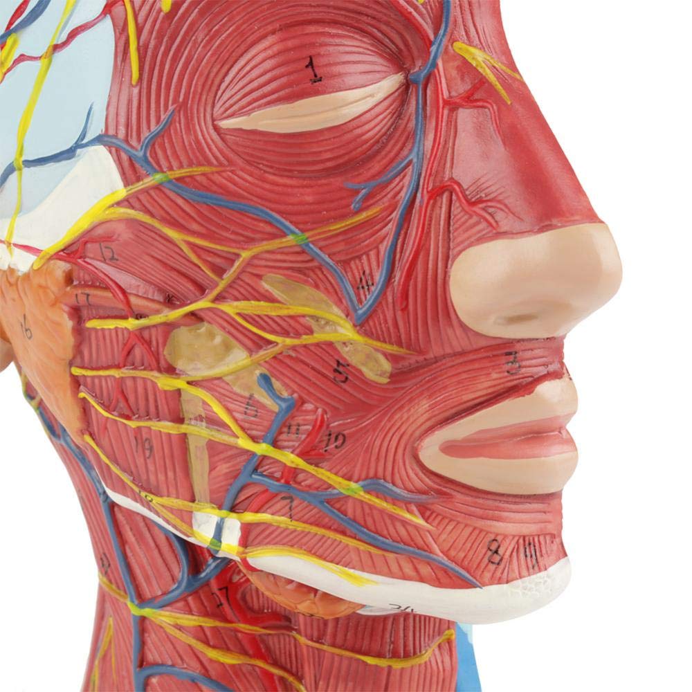 Anatomical Head Model, Anatomical Human Anatomical Half Head and Face Anatomy Medical Brain Neck Median Section Study Model