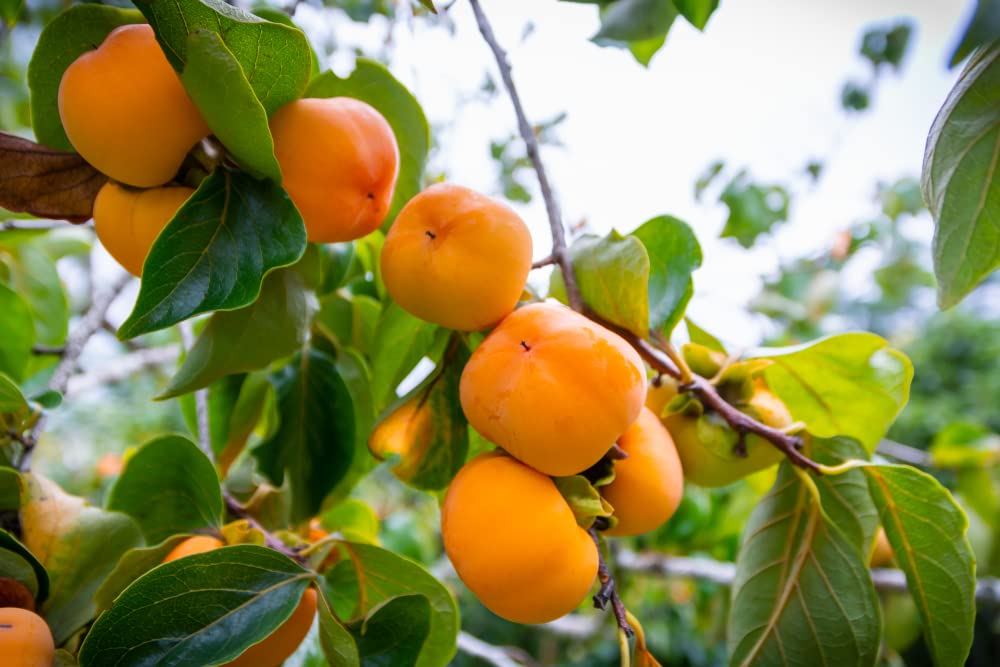 10 Persimmon Bonsai Tree Seeds - Made in USA, Ships from Iowa - Popular Outdoor Tree or Bonsai