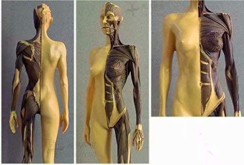 ALKITA 30CM Human Anatomical Anatomy Skull Head Body Muscle Bone Resin Model Female Golden