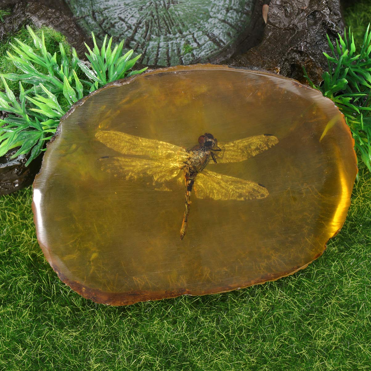 Amber,Artificial Amber Specimen Pendant Butterfly Scorpions Insects Amber Stone Ornament for Collection(Dragonfly)