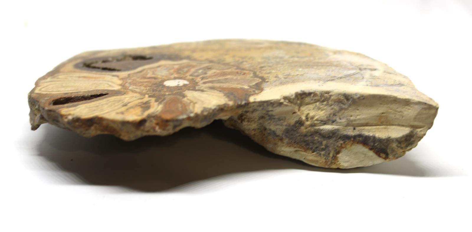 Ammonite Acanthoceras Split Polished Fossil Texas 96 MYO w/Label #16254 29o