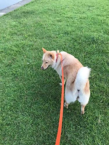 AmaGood Dog/Puppy Obedience Recall Training Agility Lead-15 ft 20 ft 30 ft 50 ft Long Leash-for Dog Training,Play,Safety,Camping (15 feet, Blue)
