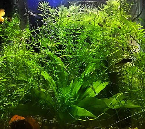 Anacharis Potted Elodea Densa Tropical Freshwater Stems Live Aquarium Plants Aquatic Pond Water Decorations 3 Days Live Guaranteed by Mainam