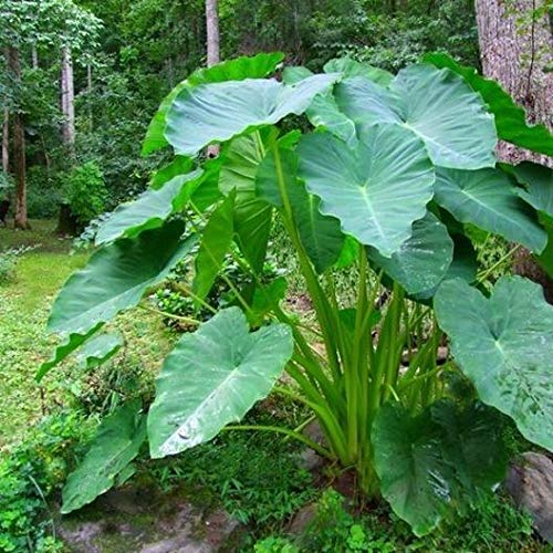2 Elephant Ear -Colocasia esculenta-(Bulbs Size 5-7) Give Your Garden a Tropical Look.