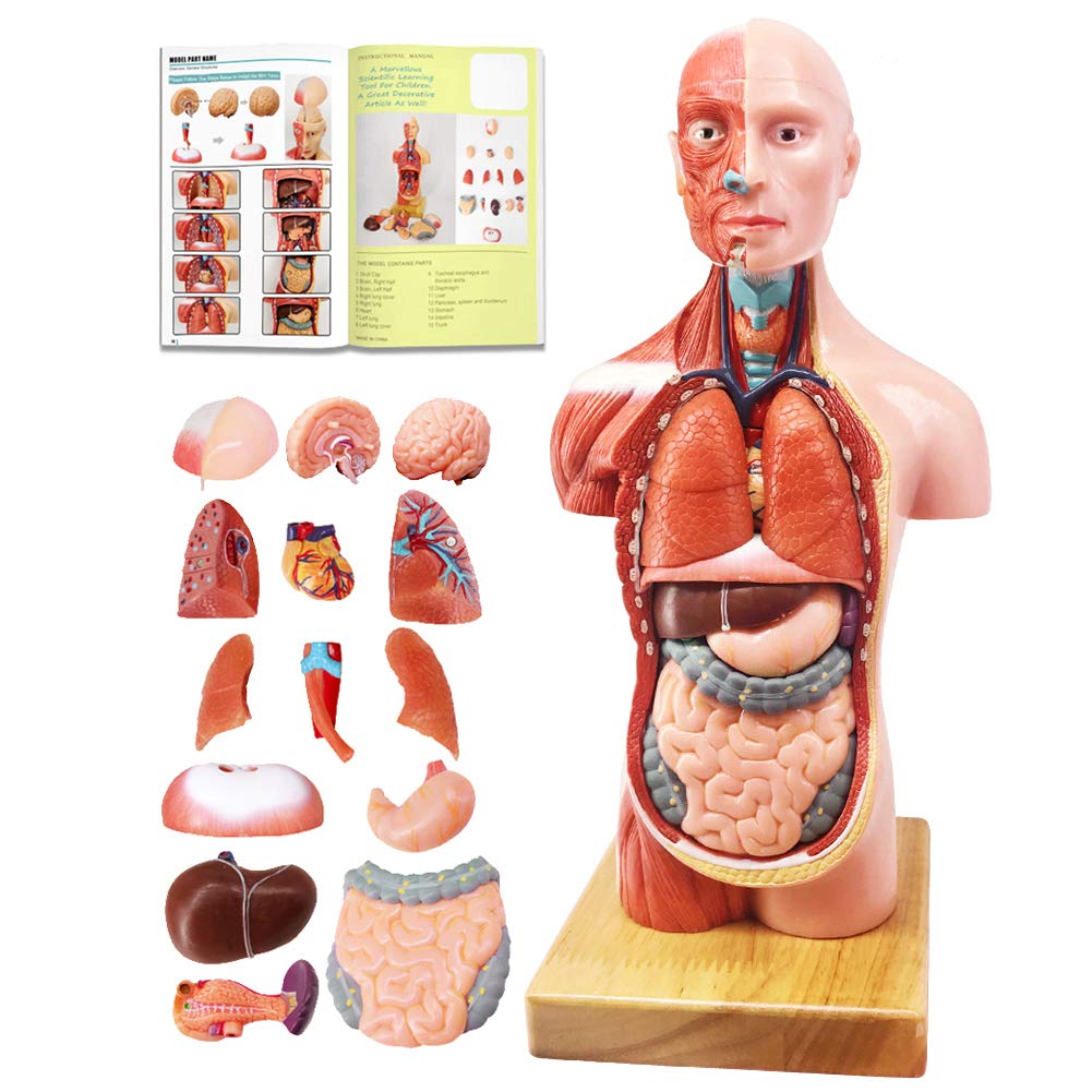 EVOTECH Human Body, Skeleton and Heart Models-Best Anatomy Model Bundle Set of 3 Hands-on 3D Model Study Tools for Medical Student or as Educational Kit for Kids