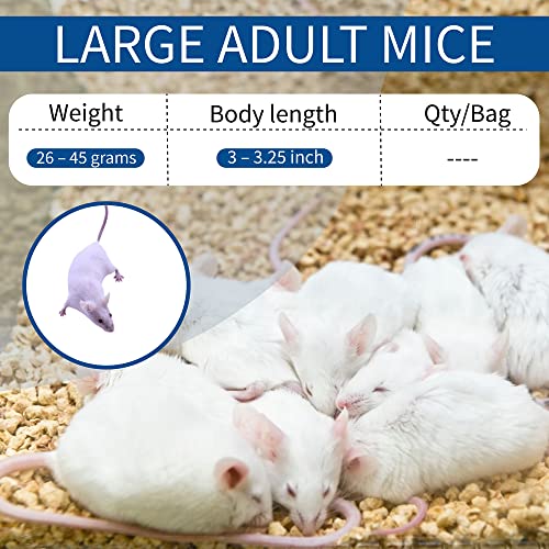 MiceDirect Frozen Large Adult Feeder Mice Food for Adult Ball Pythons Juvenile Red Tale Boa Monitors Lizards (75 Count)