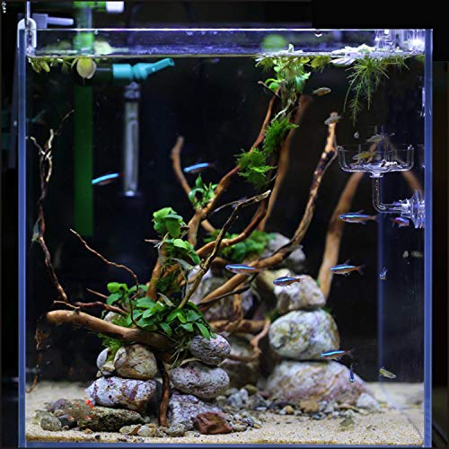 JZMYXA Aquarium Shrimp/Small Fish Feeding Dish Feeder Dish, Acrylic Material, Mini Size (Clover Shaped)
