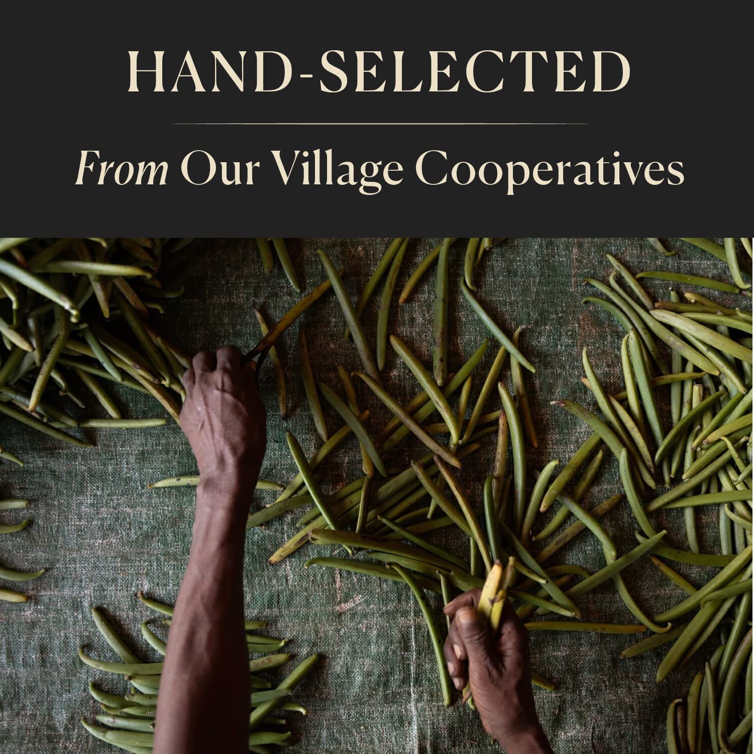 10 Organic Madagascar Whole Vanilla Beans, Grade A Vanilla Pods, Premium Vanilla Beans for Making Extract & Baking - Cook’s