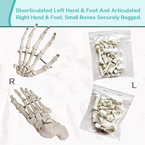 2023 Newest Human Model of Skeleton for Anatomy 67“ High with 200+ Bones Structures,Scientific Disarticulated Human Model of Skeleton Bundle for Anatomy, Full Size Male Skeleton Models with Poster,Skull, Bones, Articulated Hand & Foot