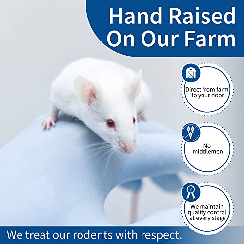 MiceDirect Frozen Small Pinkie Feeder Mice Food for Corn Snakes Ball Pythons Lizards (50 Count)