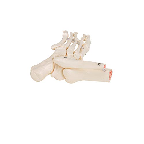 3B Scientific A31/1 Foot Skeleton-flexibly w/portions of Tibia- Fibula - 3B Smart Anatomy