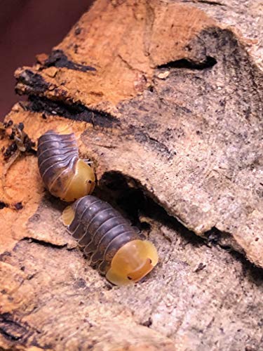 Bugzy Bugs Rubber Ducky Cubaris Isopods 5 Count Roly Poly Cleanup Crew for Insects Terrarium Reptile Pet Food
