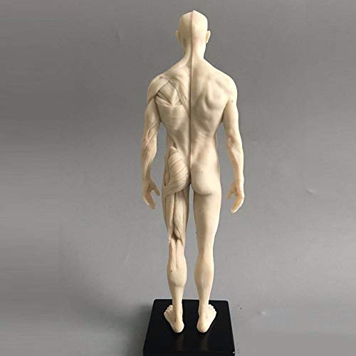 11inch Human Anatomical Model Art Mannequin Musculoskeletal Structure of Painting Sculpture White Body (Male+Female )