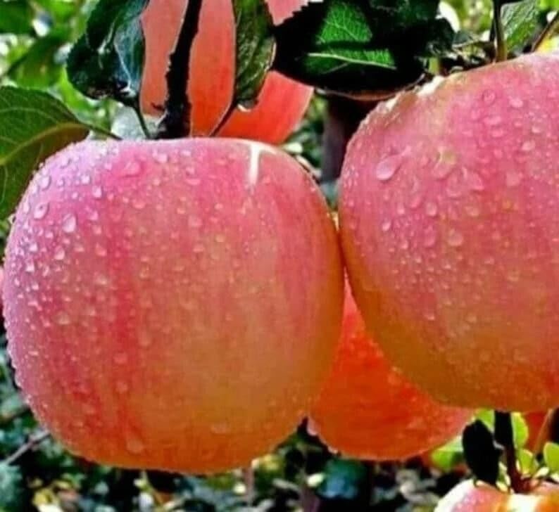 1 Live Dormant Plant Fuji Apple Trees Dwarf Apple Janpanese Fruit 2 to 3 Ft Tall Now