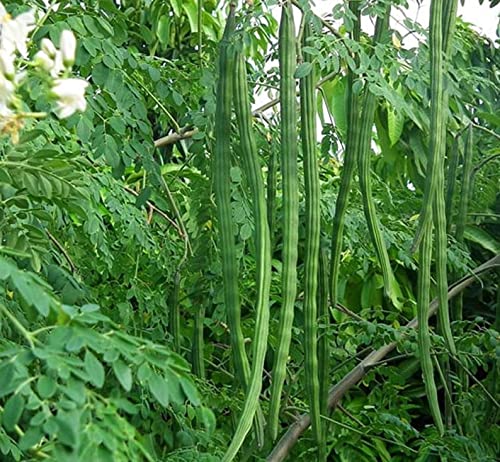100+ Organic Moringa Seeds| Best for Planting & Gardening| High Yield Fully Matured Black Seeds|Semillas De Moringa| Antioxidant Rich Superfood - Mogo