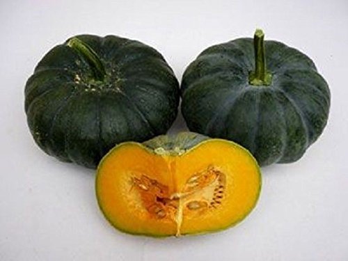 ® 25 Semi: Semi di Zucca, (Jade Prince), Zucca Indiana del West Indian, Zucca Invernale, calabaza (25 Semi)