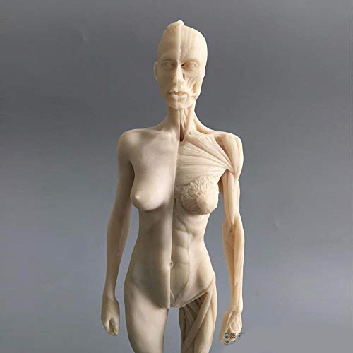 11inch Human Anatomical Model Art Mannequin Musculoskeletal Structure of Painting Sculpture White Body (Male+Female )