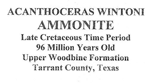 Ammonite Acanthoceras Split Polished Fossil Texas 96 MYO w/Label #16254 29o