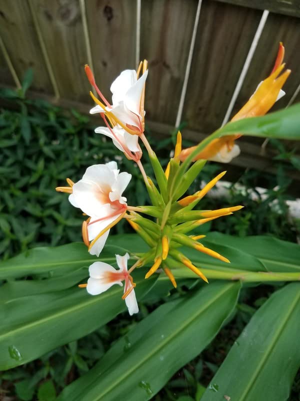 1 White Butterfly Ginger Lily Plant Live, Fragrant Ginger Live Plant 8 Inc Height for Planting