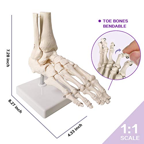 Evotech Scientific Human Foot and Ankle Model, Life Size Medical Anatomy Foot Skeleton Model W/Tibia Fibula, Right, Fully Articulated, Human Skeleton Model for Medical Study & Science Classroom