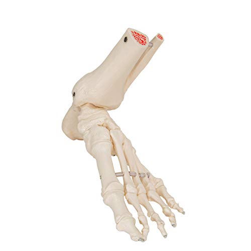 3B Scientific A31/1 Foot Skeleton-flexibly w/portions of Tibia- Fibula - 3B Smart Anatomy