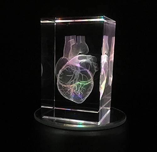 3D Human Heart Anatomical Model Paperweight(Laser Etched) in Crystal Glass Cube Science Gift (No Included LED Base)(3.1x2x2 inch)