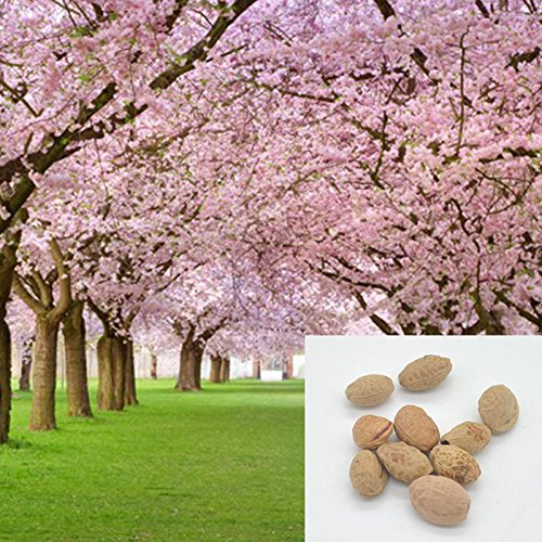 10 pieces sakura seeds DIY home garden bonsai flower seed Japanese oriental cherry seed -Pier 27