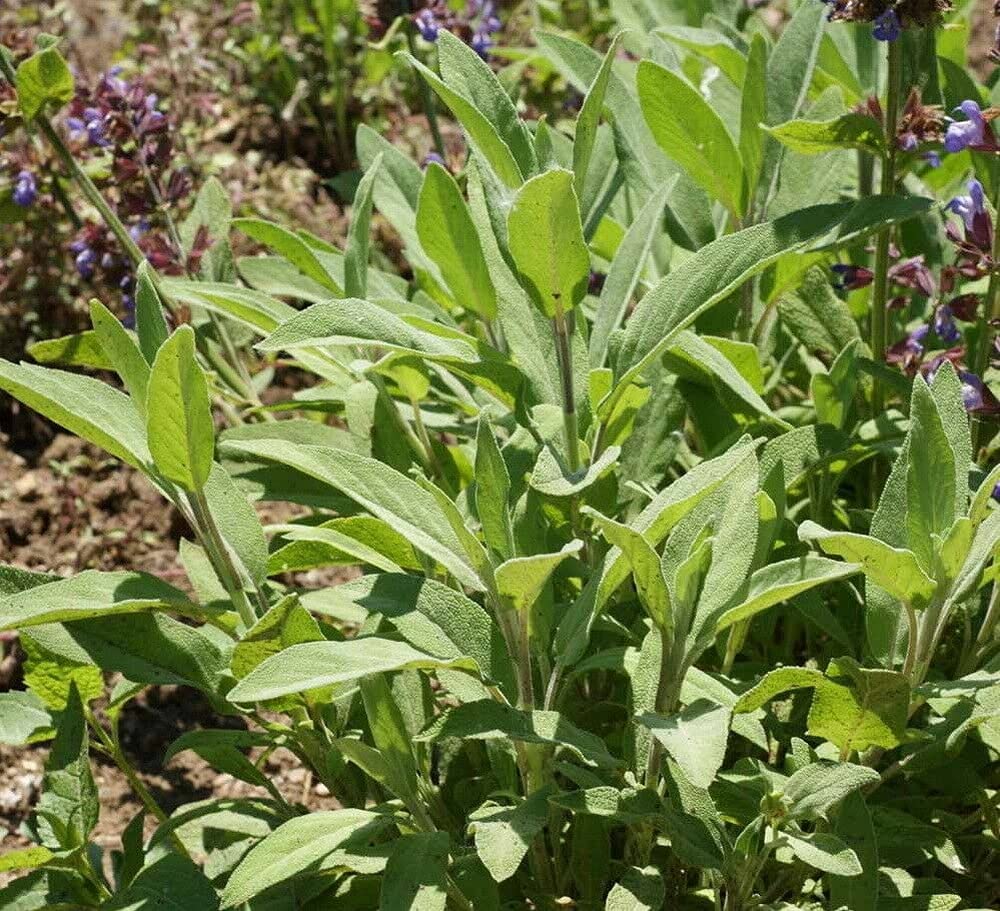 100 Garden Broadleaf SAGE Herb Seeds - Non-GMO - Always Fresh Seeds! - Planting Seeds for Home Vegetable & Herb Garden