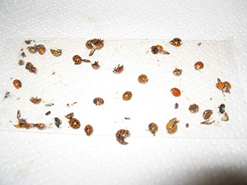 10 Pk Camel Cricket/Roach/Scorpion Sticky Traps