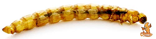 11lb Chubby Mealworms Bulk Dried Mealworms High Protein Treat for Chickens, Ducks, Birds and Much More