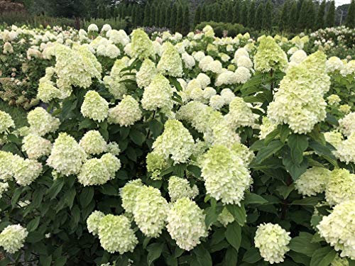 1 Gallon Limelight Prime Panicle Hydrangea (Paniculata) Live Plant, Green and Pink Flowers