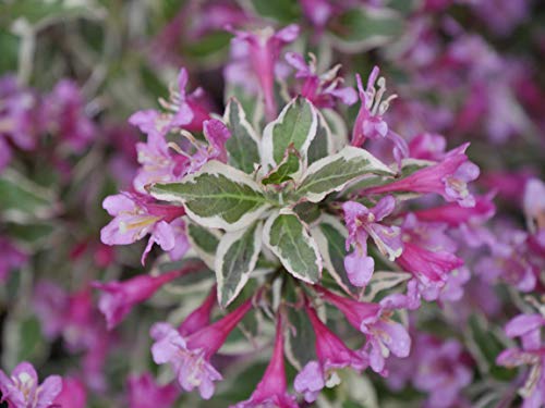 1 Gallon My Monet Purple Effect (Weigela) Live Plant, Purple Flowers