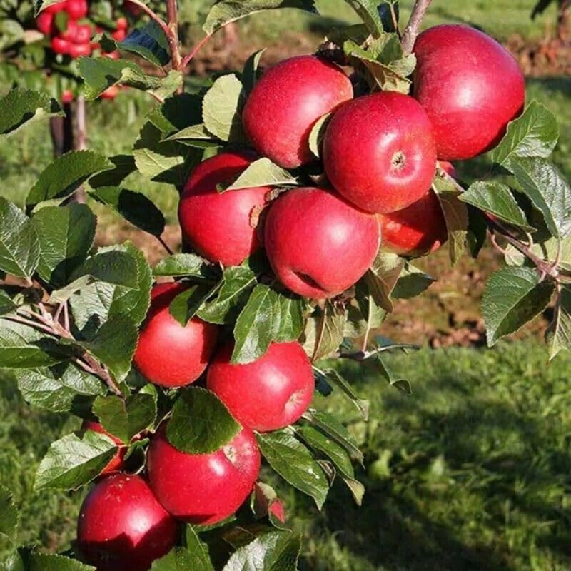 1 Live Dormant Plant Fuji Apple Trees Dwarf Apple Janpanese Fruit 2 to 3 Ft Tall Now