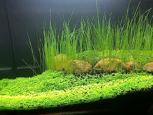 3 Pack Live Aquarium Plant Seeeds, Fresh Water Fish Tank Carpet Grass Plants Mini Leaf & Long Hair Grass for Terrarium Aquatic 21c
