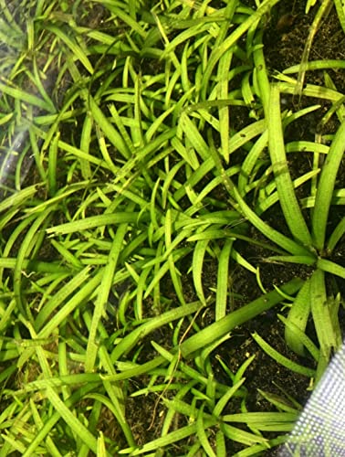 15x Dwarf Sagittaria Subulata Dwarf Sag Live Aquarium Plants Aquatic Carpet Plant Buy 2 GET 1FREE