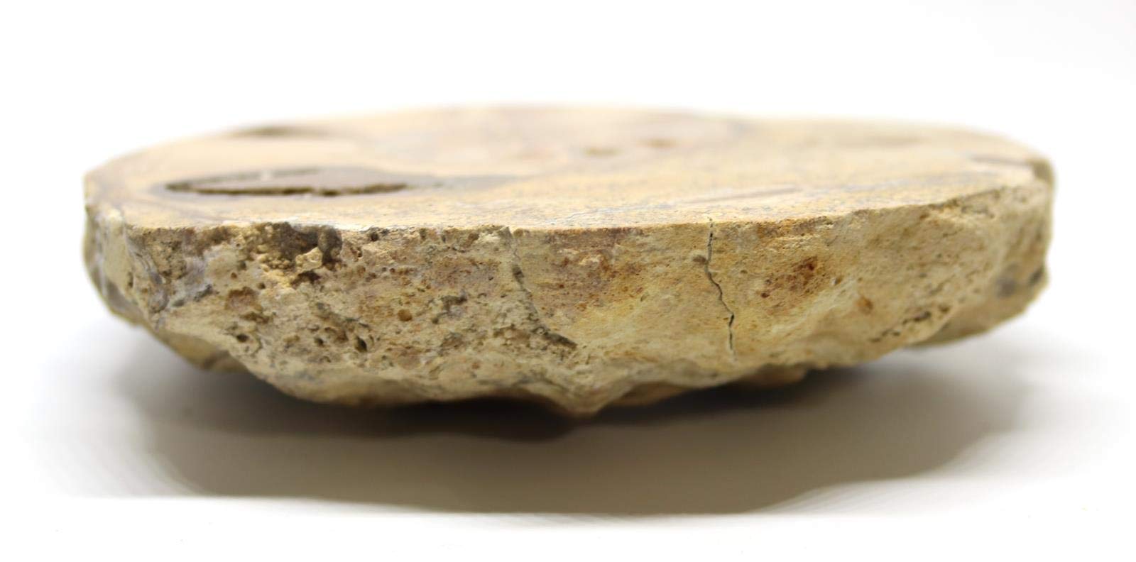 Ammonite Acanthoceras Split Polished Fossil Texas 96 MYO w/Label #16254 29o