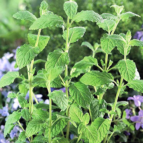 100+ Strawberry Mint Herb Seeds Non-GMO Fragrant Rare! US Grown!