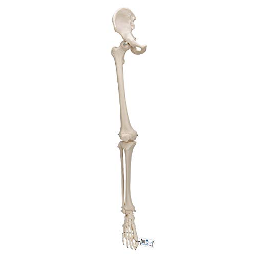 3B Scientific A36 Leg Skeleton w/Hip Bone - 3B Smart Anatomy