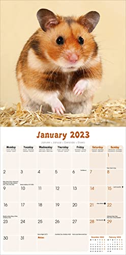 2023 Hamsters Wall Calendar