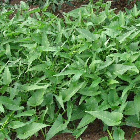 100 pezzi semi di spinaci Acqua, semi Verdi Verdure facile da coltivare