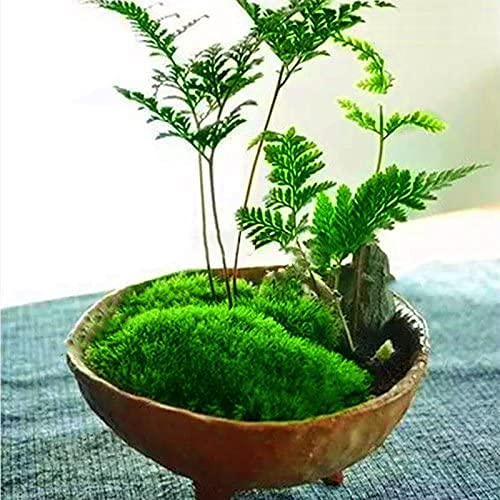 100Pcs/Pack Moss Seeds Home DIY Bonsai Decoration Grass Seeds Potted Plants Seeds