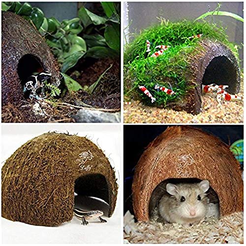 Hermit Crab Shells Large XLarge Seashells Natural Coconut Hide Reptile Hideouts- Handpicked Turbo Seashell Natural Sea Conch