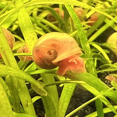 10 Live Ramshorn Snails by Dylfinds for Freshwater Aquarium/Pond Colony Start Clean-up Crew Planorbella Duryi (Bubblegum Pink)
