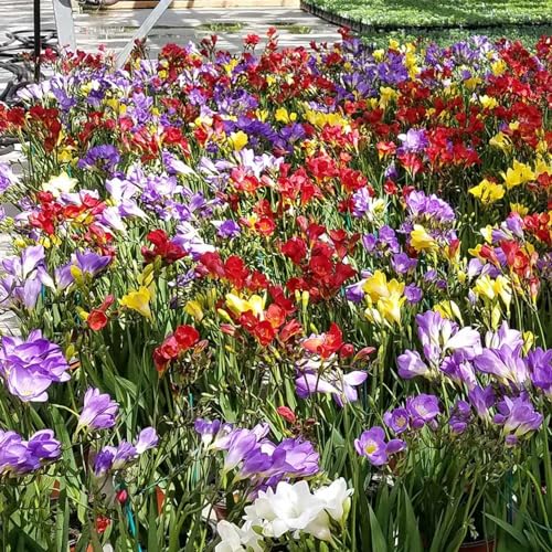 10 Bulbs - Freesia/South Africa Freesia Flower Bulbs for Planting | (Mixed Color) HOA LAN NAM Phi Bulbs - Easy to Grow & Beautiful Blooms for Bonsai Garden