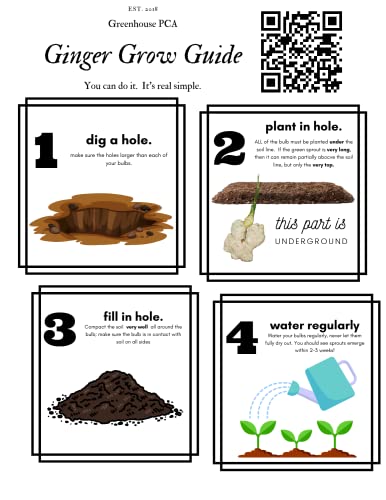 10 Live Sprouted Rhizomes of Heirloom Peruvian Ginger (Zingiber officinale) for Growing and Eating by Greenhouse PCA