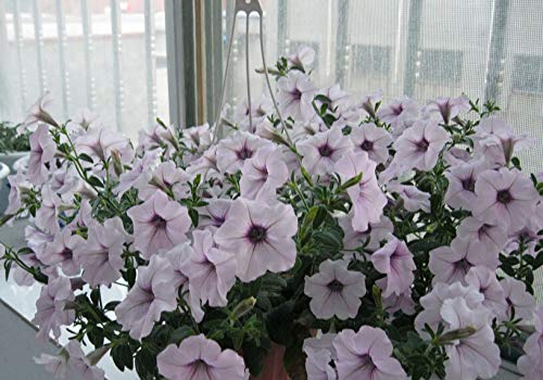 100+ Mixed Petunia Climbing Flower Seeds Plants Garden Bonsai Perennial Flowers